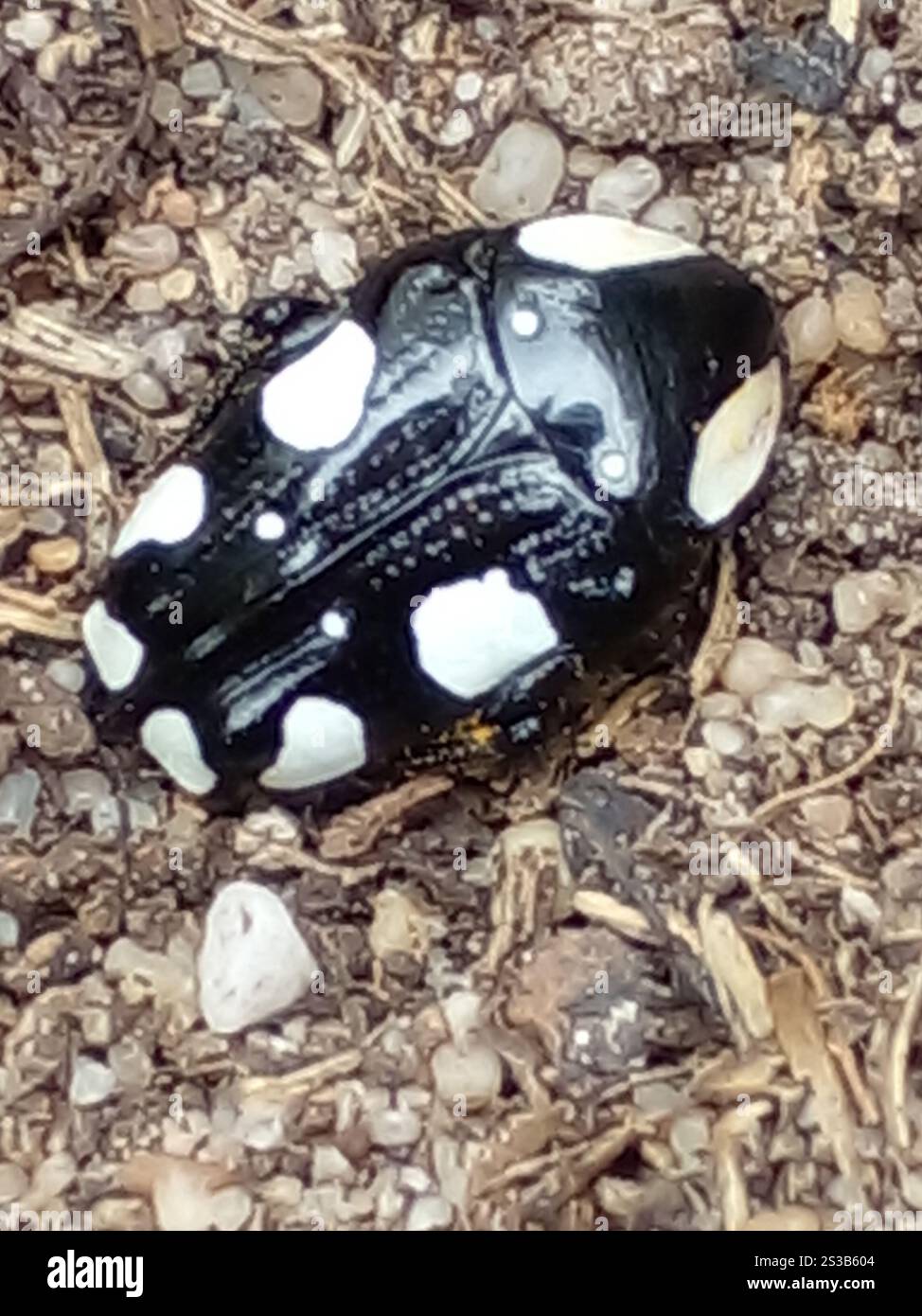 Common White-spotted Fruit Chafer (Mausoleopsis amabilis amabilis Stock ...