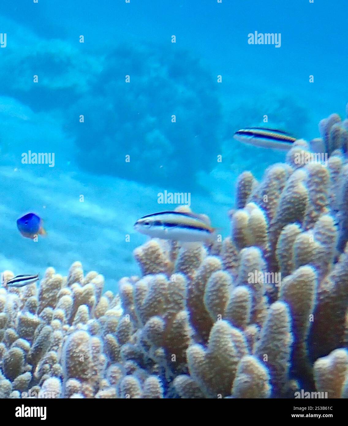 Blue-headed Wrasse (Thalassoma amblycephalum Stock Photo - Alamy