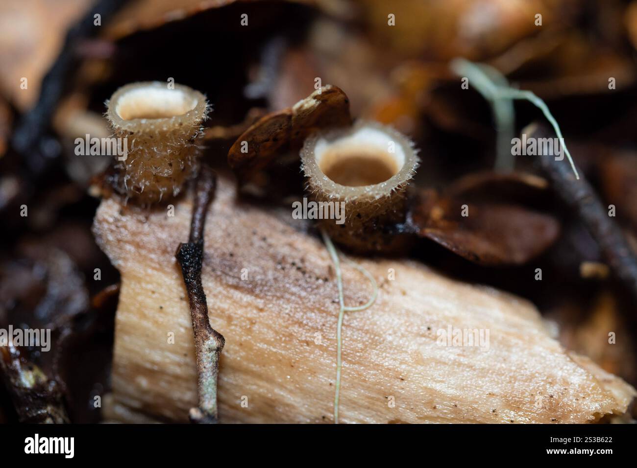 woolly bird's nest fungus (Nidula niveotomentosa Stock Photo - Alamy