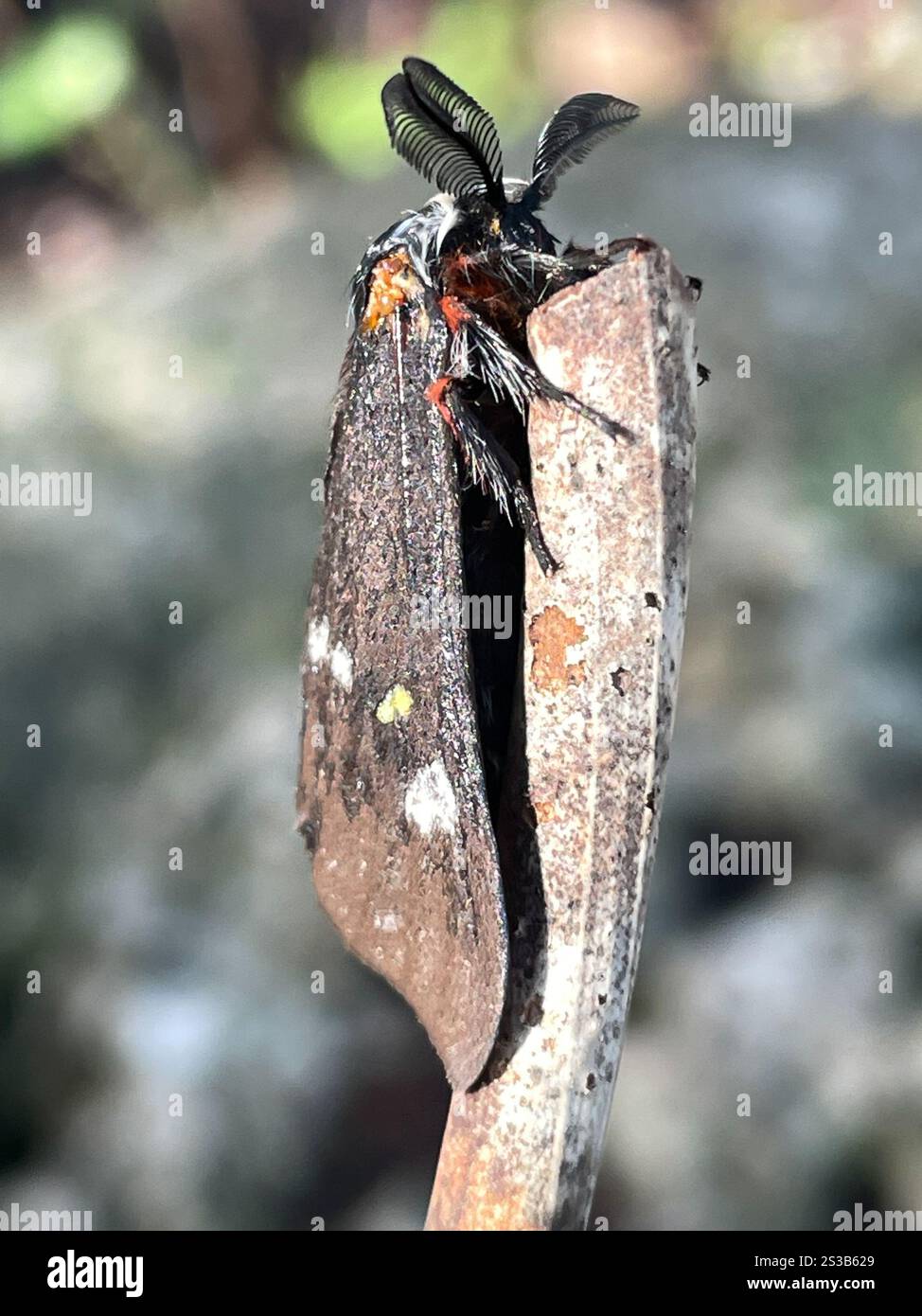 Grote's buckmoth (Hemileuca grotei Stock Photo - Alamy