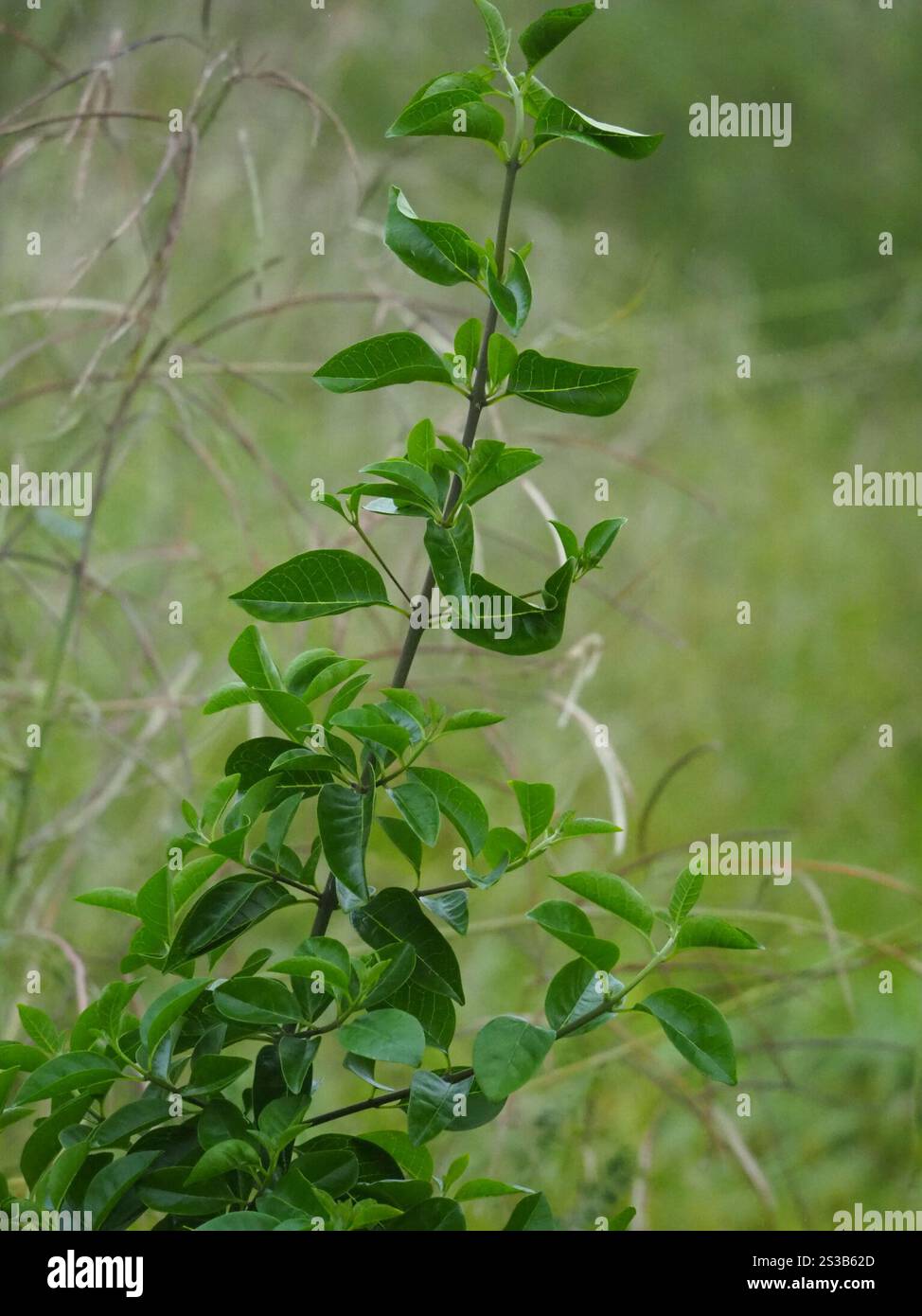 scrambling clerodendrum (Volkameria inermis Stock Photo - Alamy