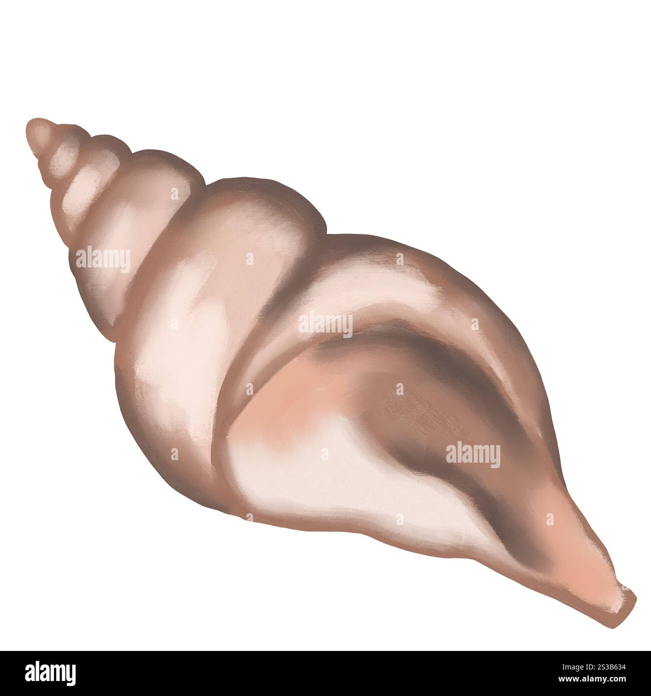 Hand drawn illustration of shells, clam shell in moch mousse beige ...