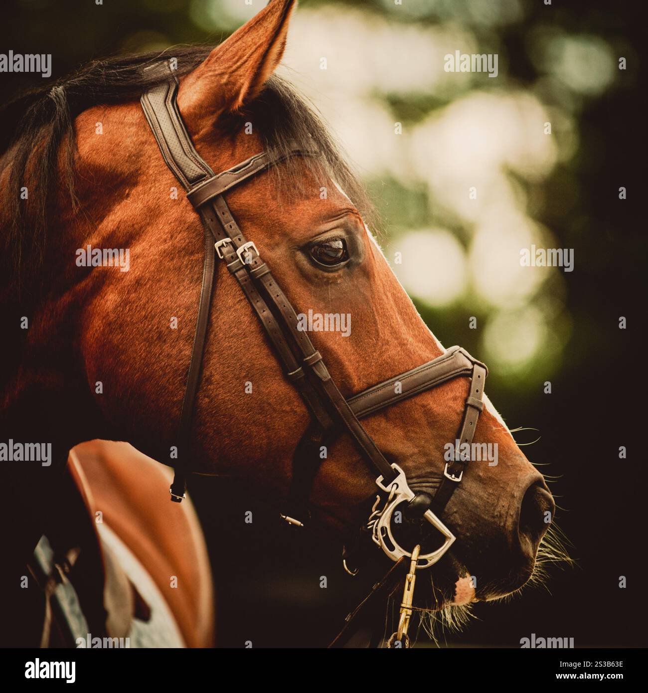 Portrait of a stunning bay horse with a bridle around its muzzle ...