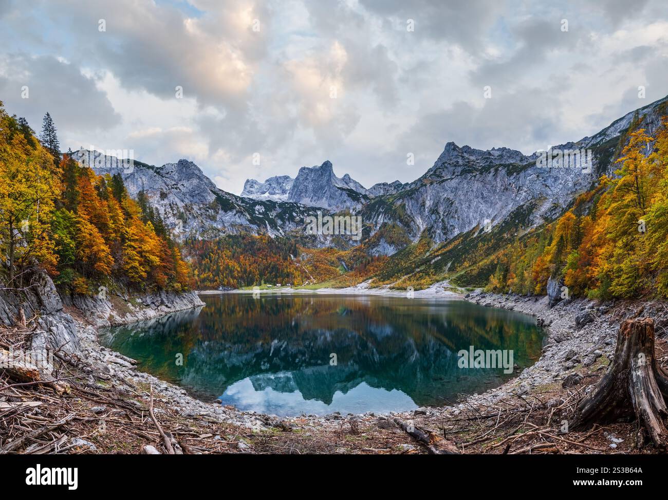 Tree stumps after deforestation near Hinterer Gosausee lake, Upper ...
