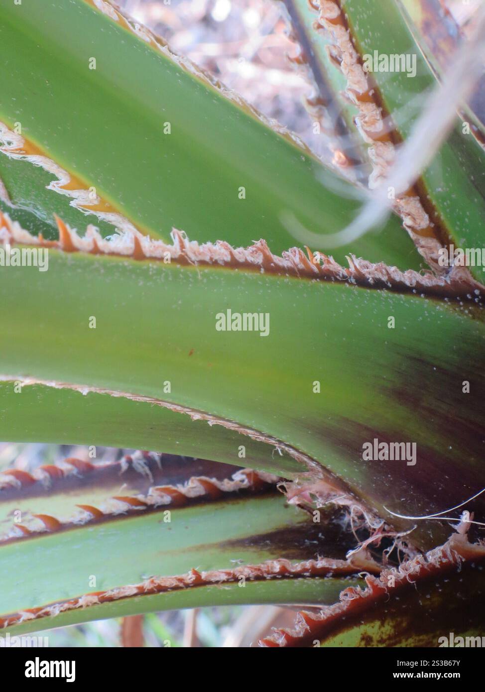 Mexican Fan Palm (Washingtonia robusta Stock Photo - Alamy
