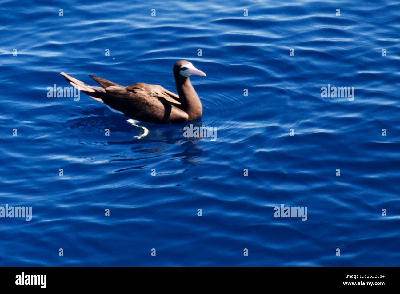 Cocos Booby (Sula brewsteri Stock Photo - Alamy