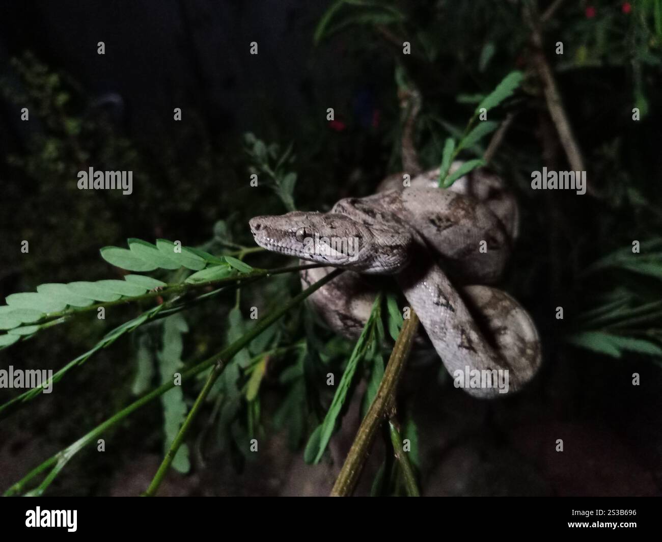 Mexican West Coast Boa Constrictor (Boa sigma Stock Photo - Alamy