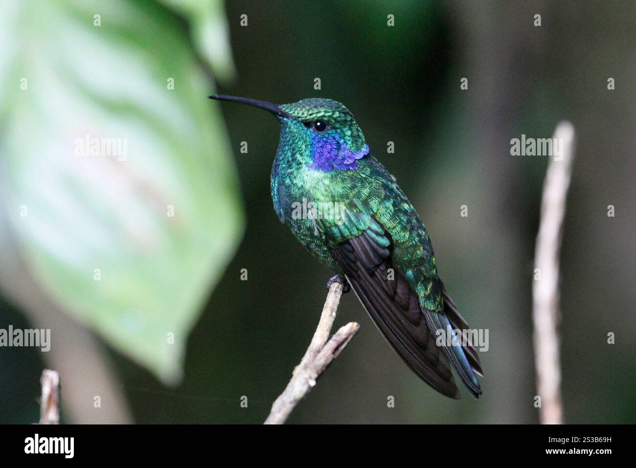 Lesser Violetear (Colibri cyanotus Stock Photo - Alamy