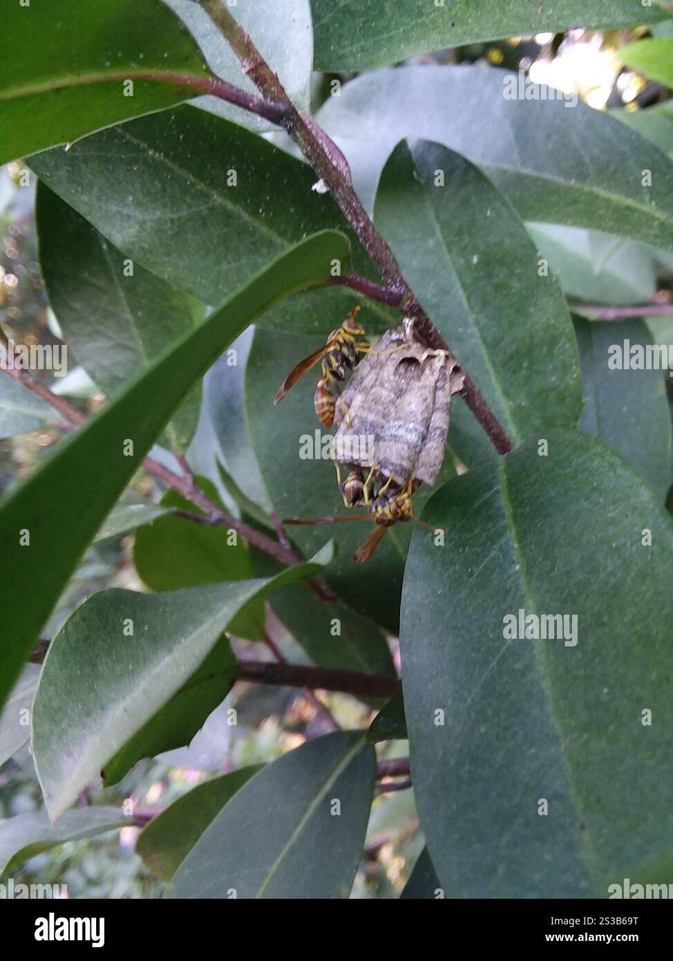 Mexican Paper Wasp (Mischocyttarus mexicanus Stock Photo - Alamy
