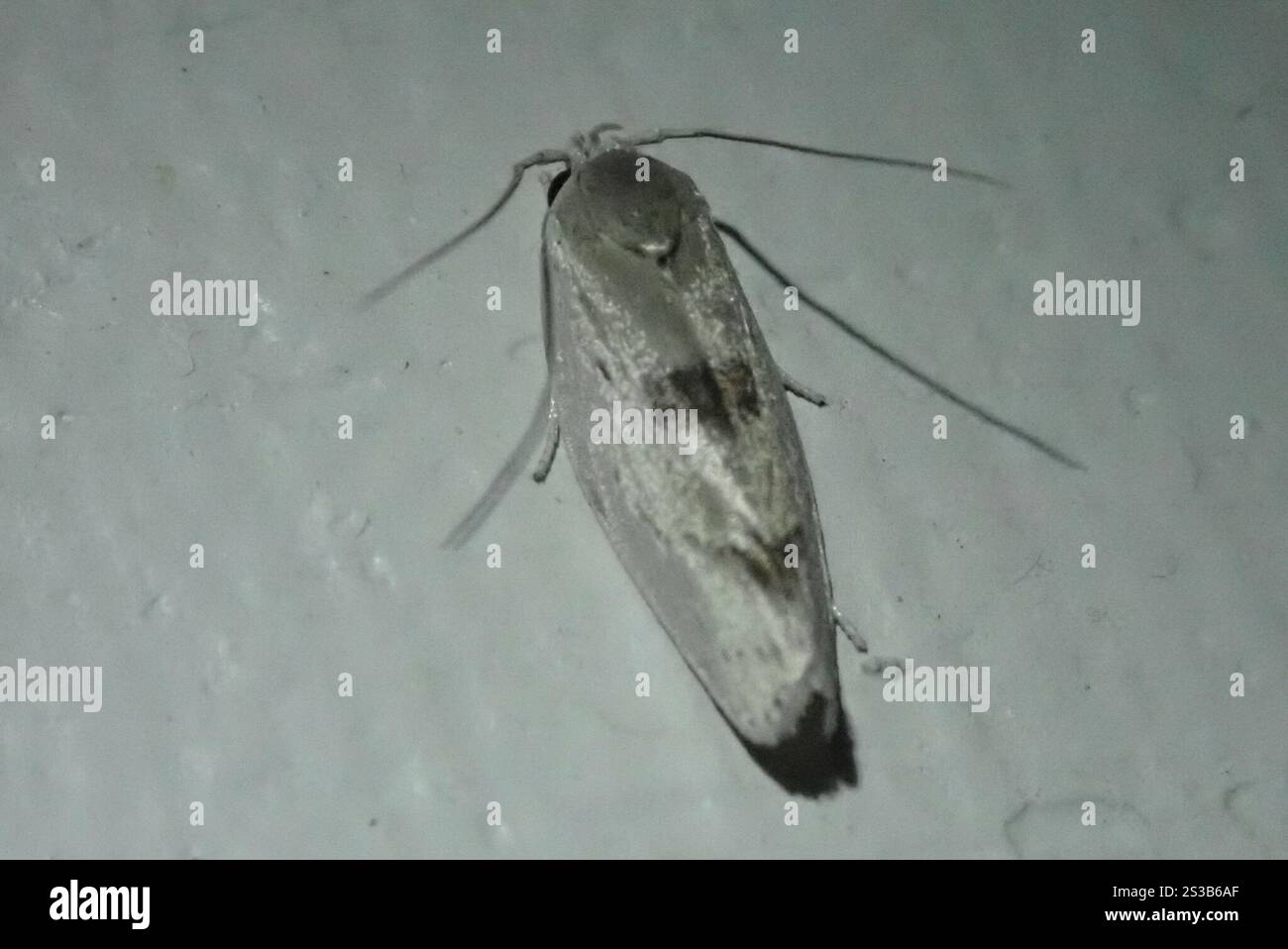 Flat-bodied moths (Depressariidae Stock Photo - Alamy