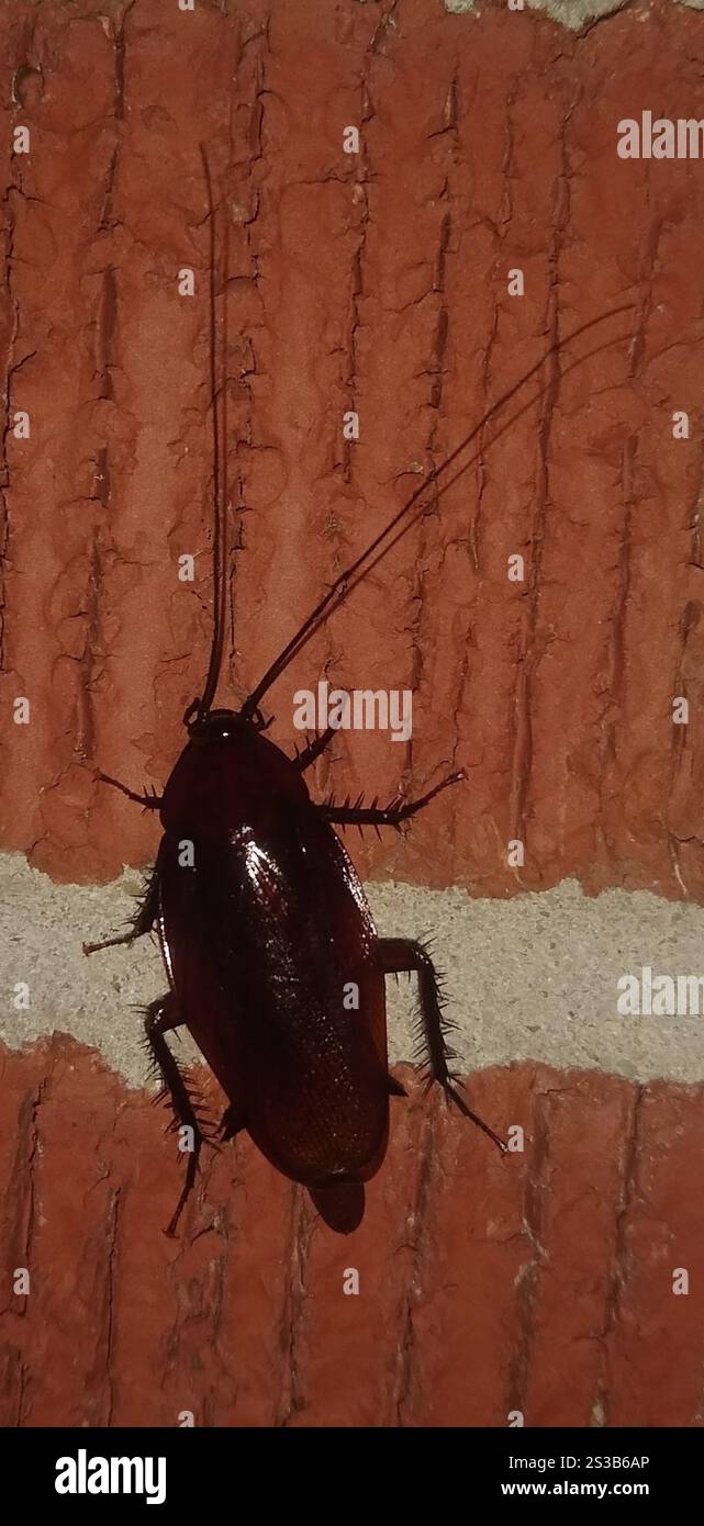 Smoky Brown Cockroach (Periplaneta fuliginosa Stock Photo - Alamy