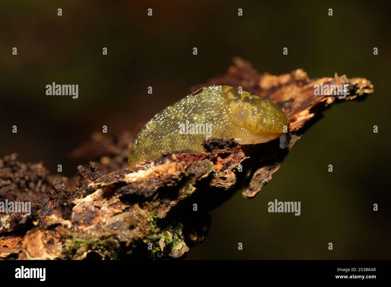 Green Cellar Slug (Limacus maculatus Stock Photo - Alamy