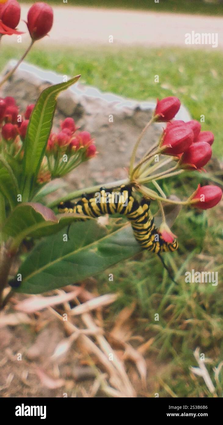 Southern Monarch (Danaus erippus Stock Photo - Alamy