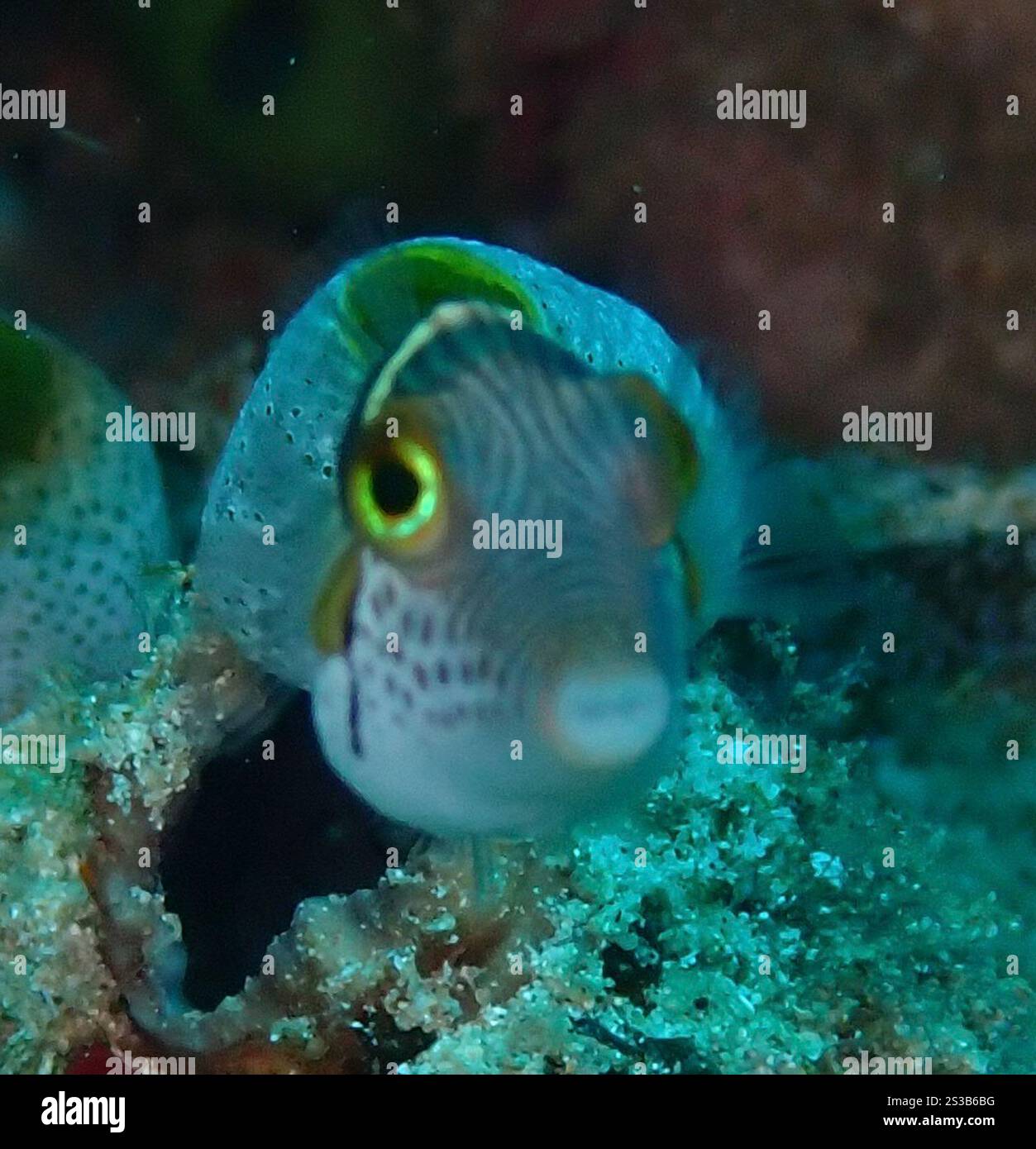 Blacksaddle Toby (Canthigaster valentini Stock Photo - Alamy