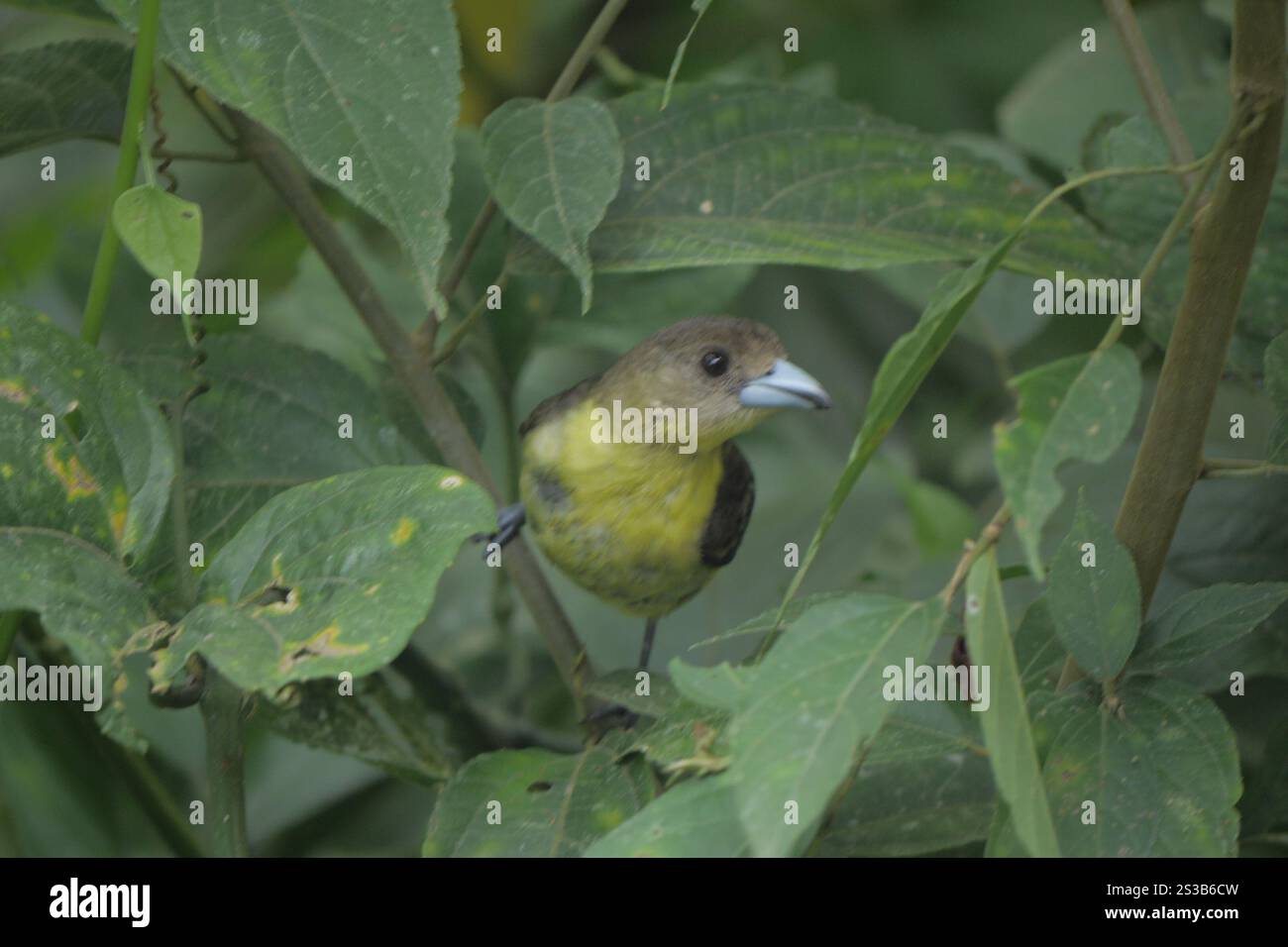 Flame-rumped Tanager (Ramphocelus flammigerus Stock Photo - Alamy