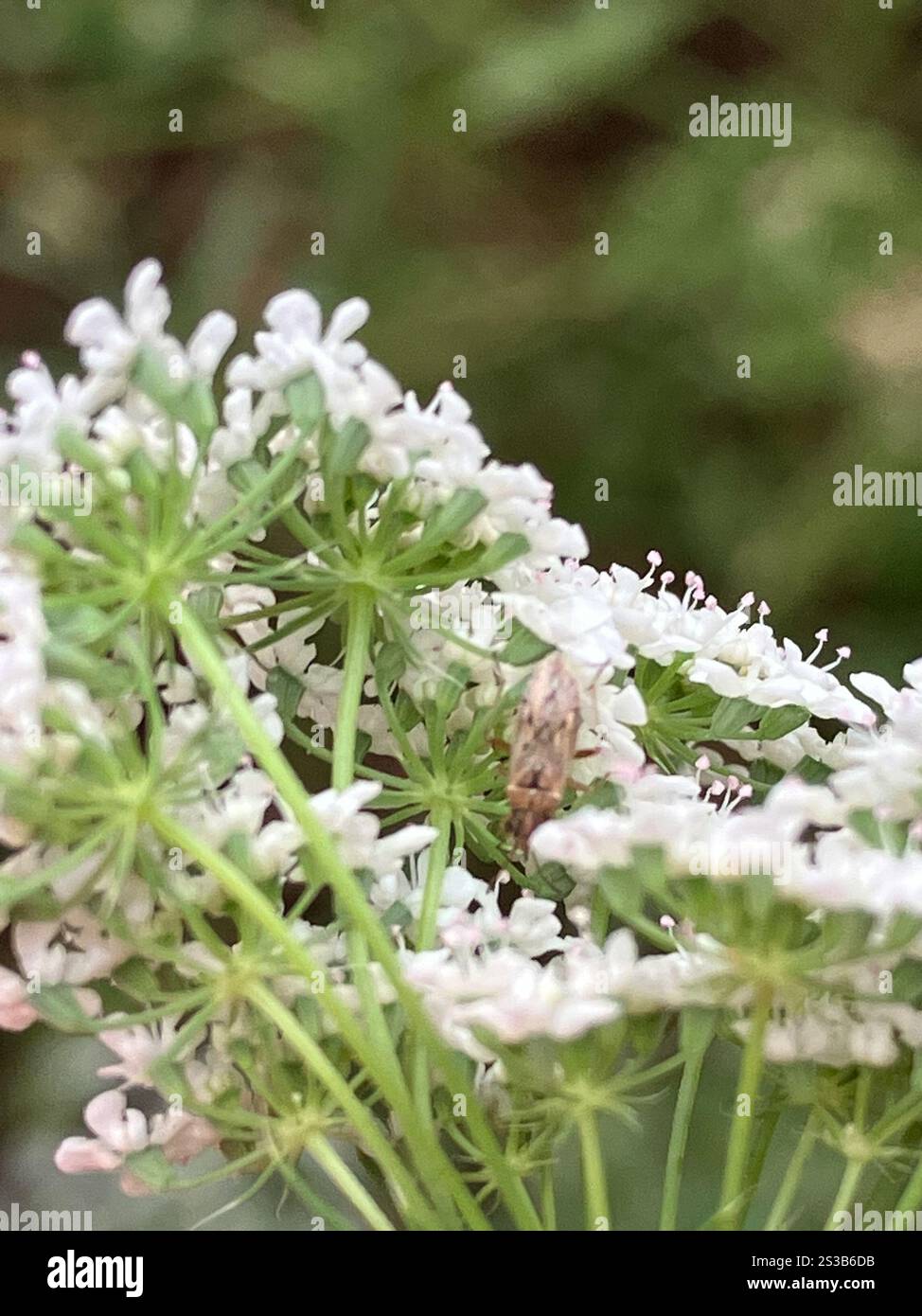 False chinch bugs (Nysius Stock Photo - Alamy