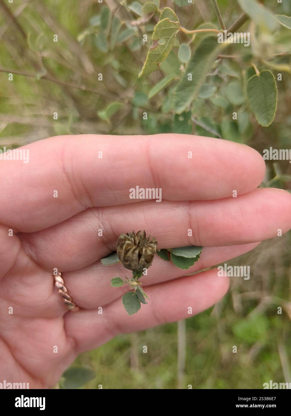 sweet Indian Mallow (Abutilon fruticosum Stock Photo - Alamy