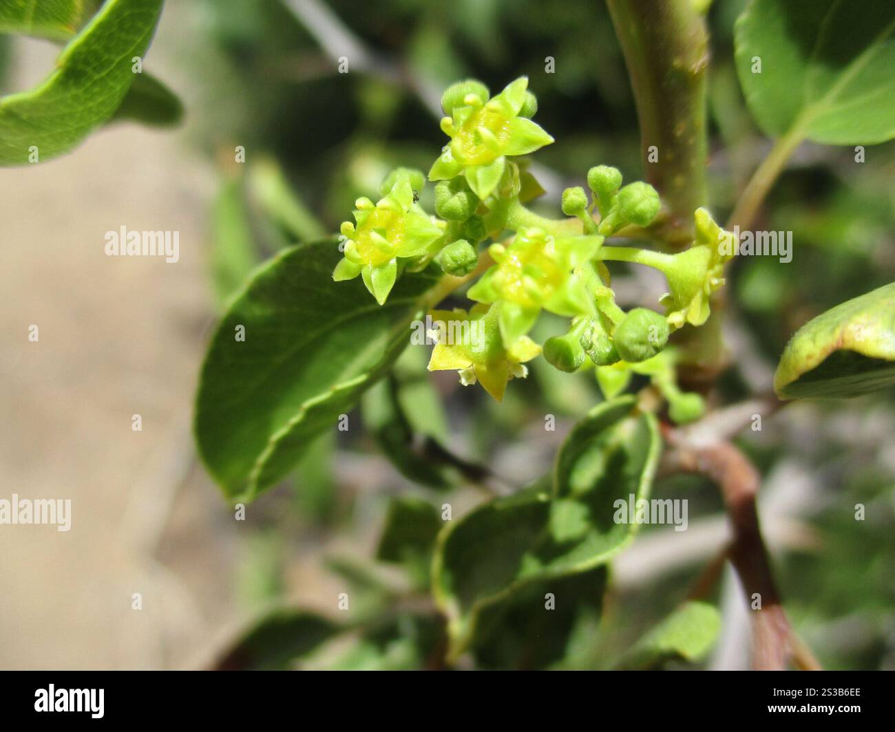 buffalo-thorn (Ziziphus mucronata Stock Photo - Alamy