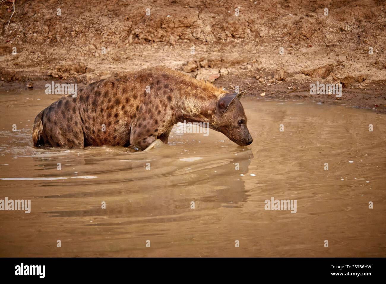 spotted hyena (Crocuta crocuta) trying to catch fish in a pond, South ...