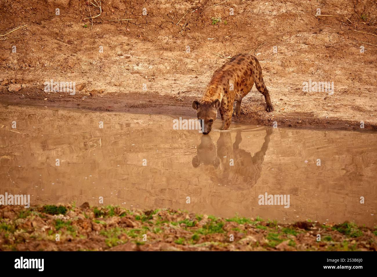 spotted hyena (Crocuta crocuta) trying to catch fish in a pond, South ...