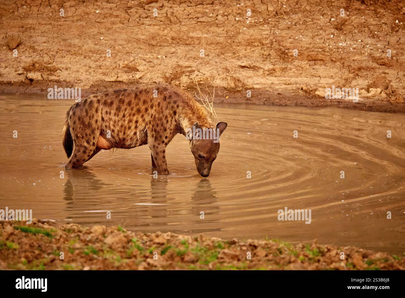 spotted hyena (Crocuta crocuta) trying to catch fish in a pond, South ...