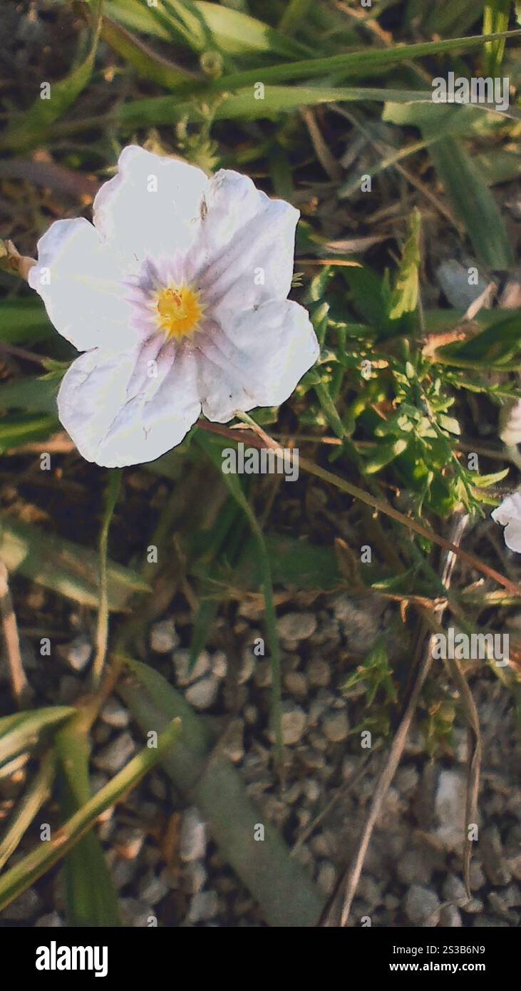 dwarf cupflower (Nierembergia linariifolia Stock Photo - Alamy