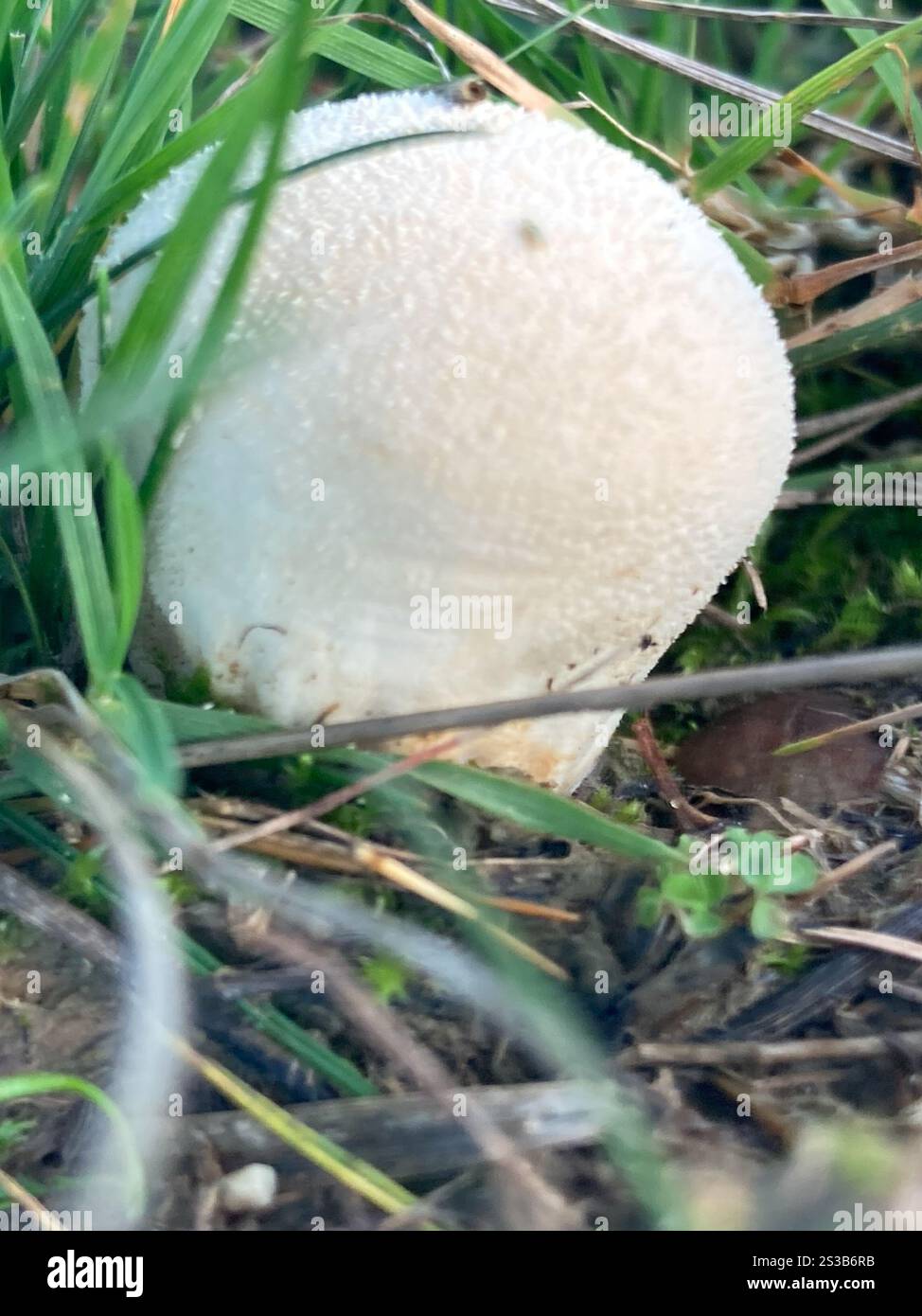 Meadow Puffball (Lycoperdon pratense Stock Photo - Alamy