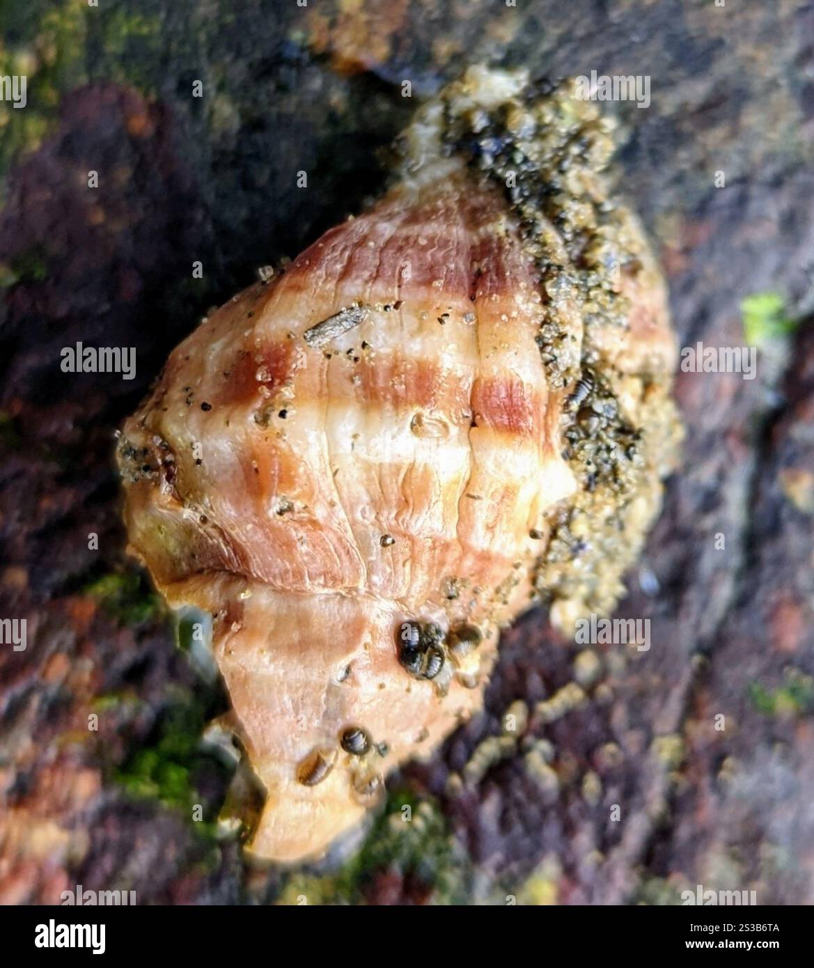 Frilled Dogwinkle (Nucella lamellosa Stock Photo - Alamy