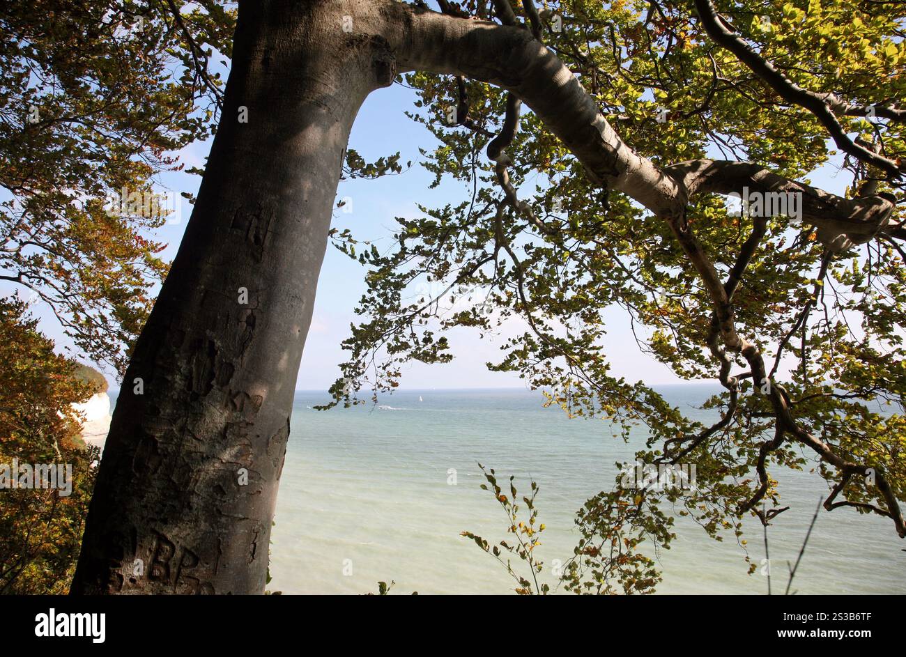 Forest and sea view hi-res stock photography and images - Alamy