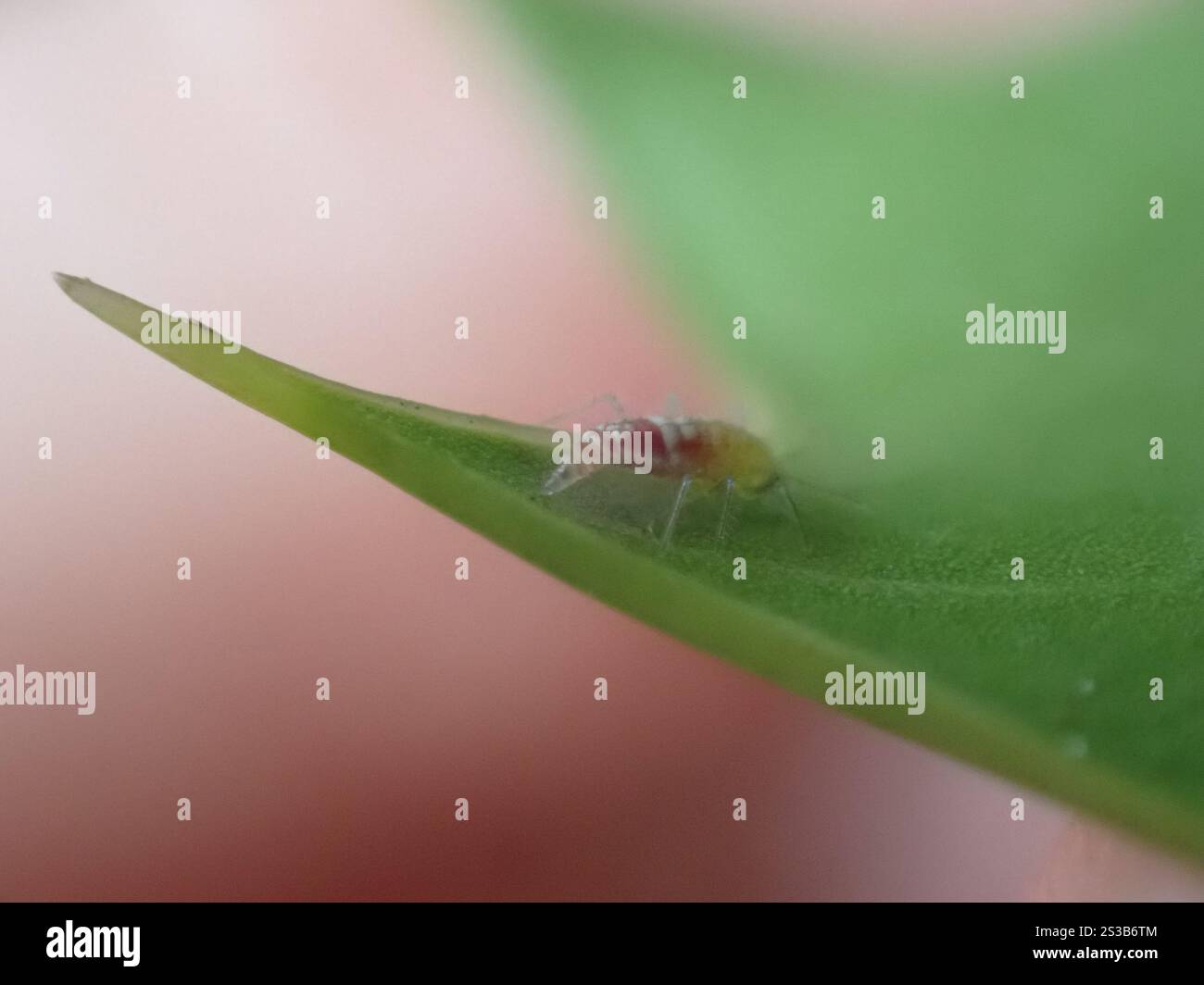 Dusty-winged Lacewings (Coniopterygidae Stock Photo - Alamy