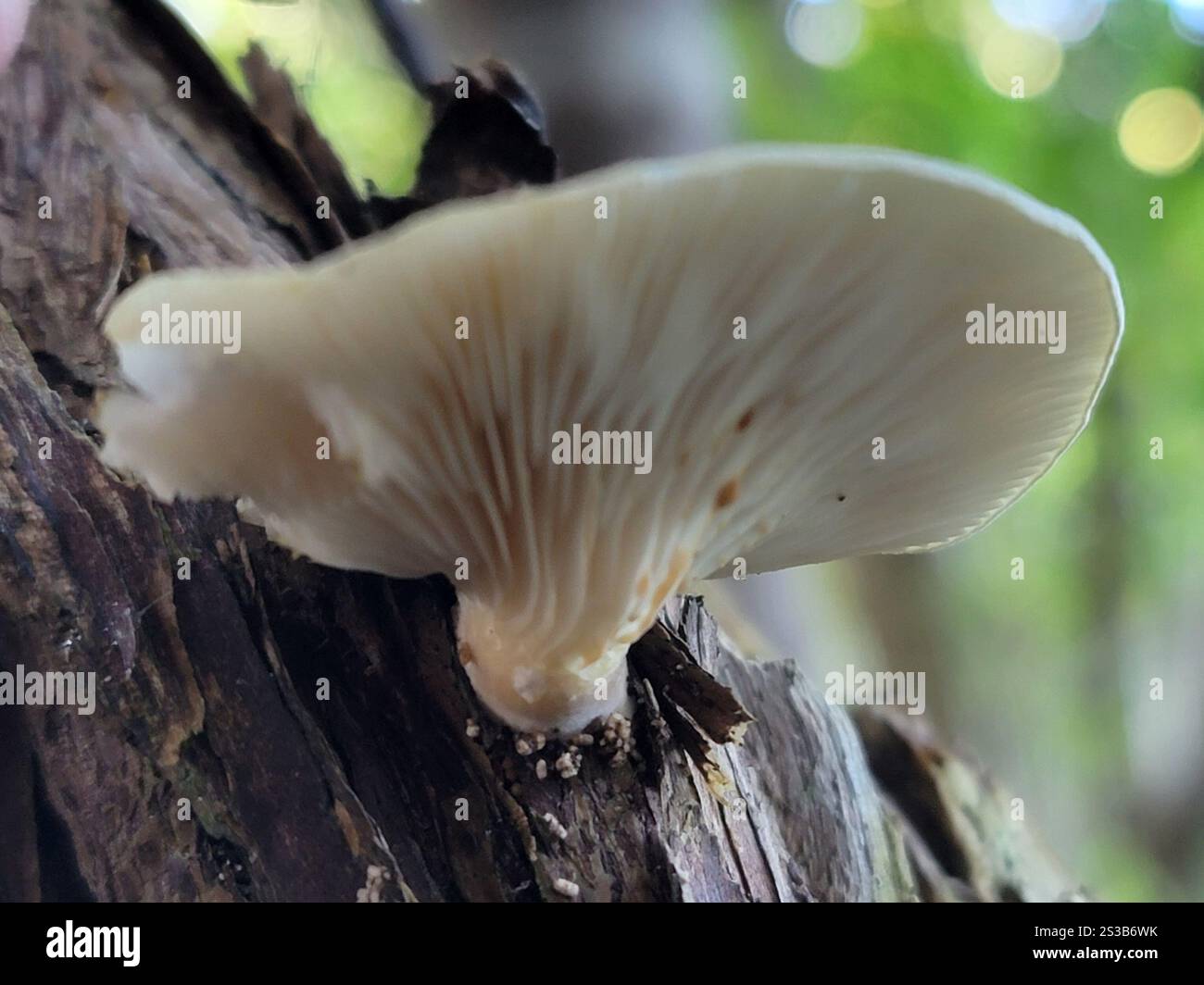 Brown Oyster Mushroom (Pleurotus australis Stock Photo - Alamy