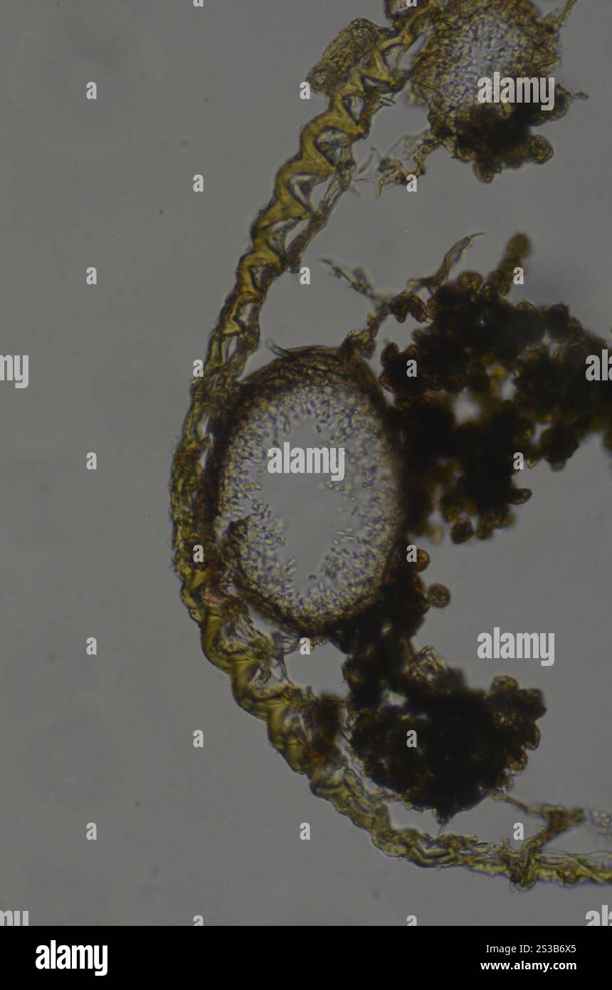 Ascomycete Fungi (Ascomycota Stock Photo - Alamy