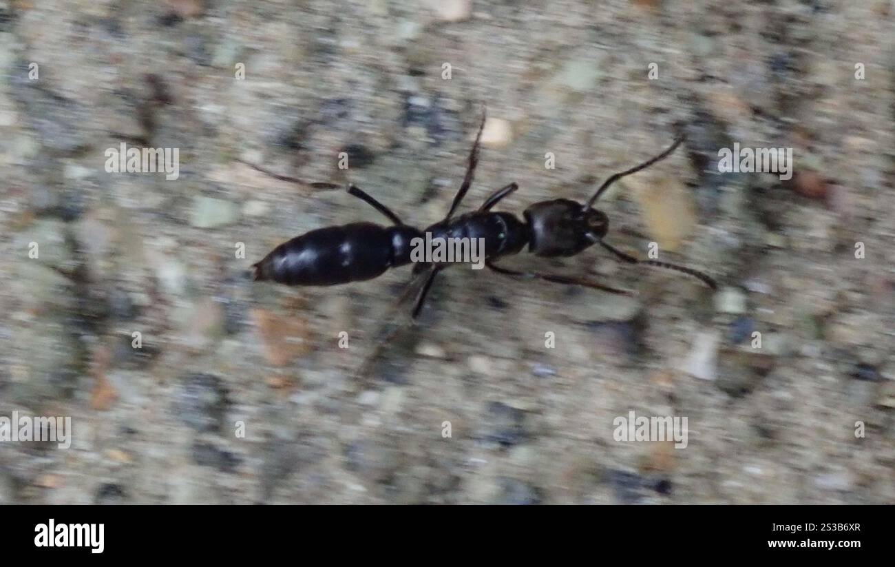 Pachycondyla Panther Ants (Pachycondyla Stock Photo - Alamy