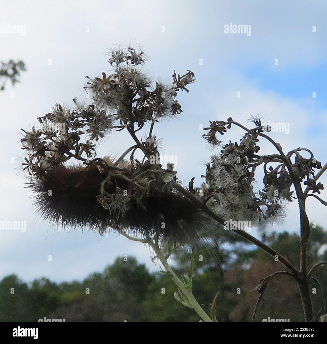 Salt Marsh Moth (Estigmene acrea Stock Photo - Alamy
