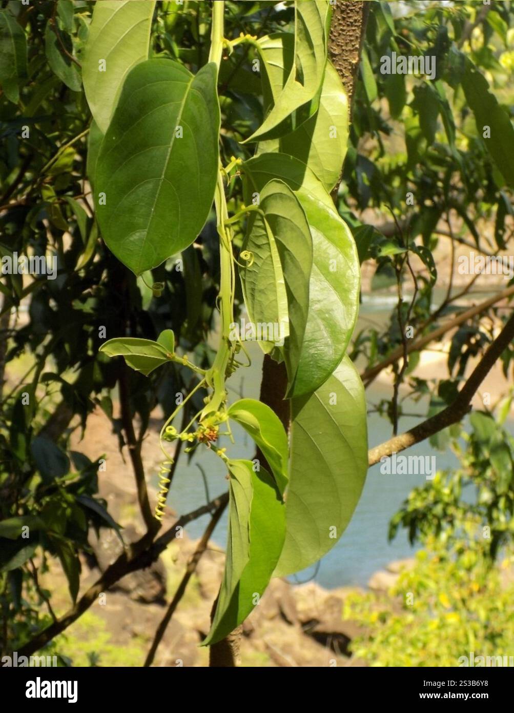 Winged-Stem Passion Flower (Passiflora alata Stock Photo - Alamy