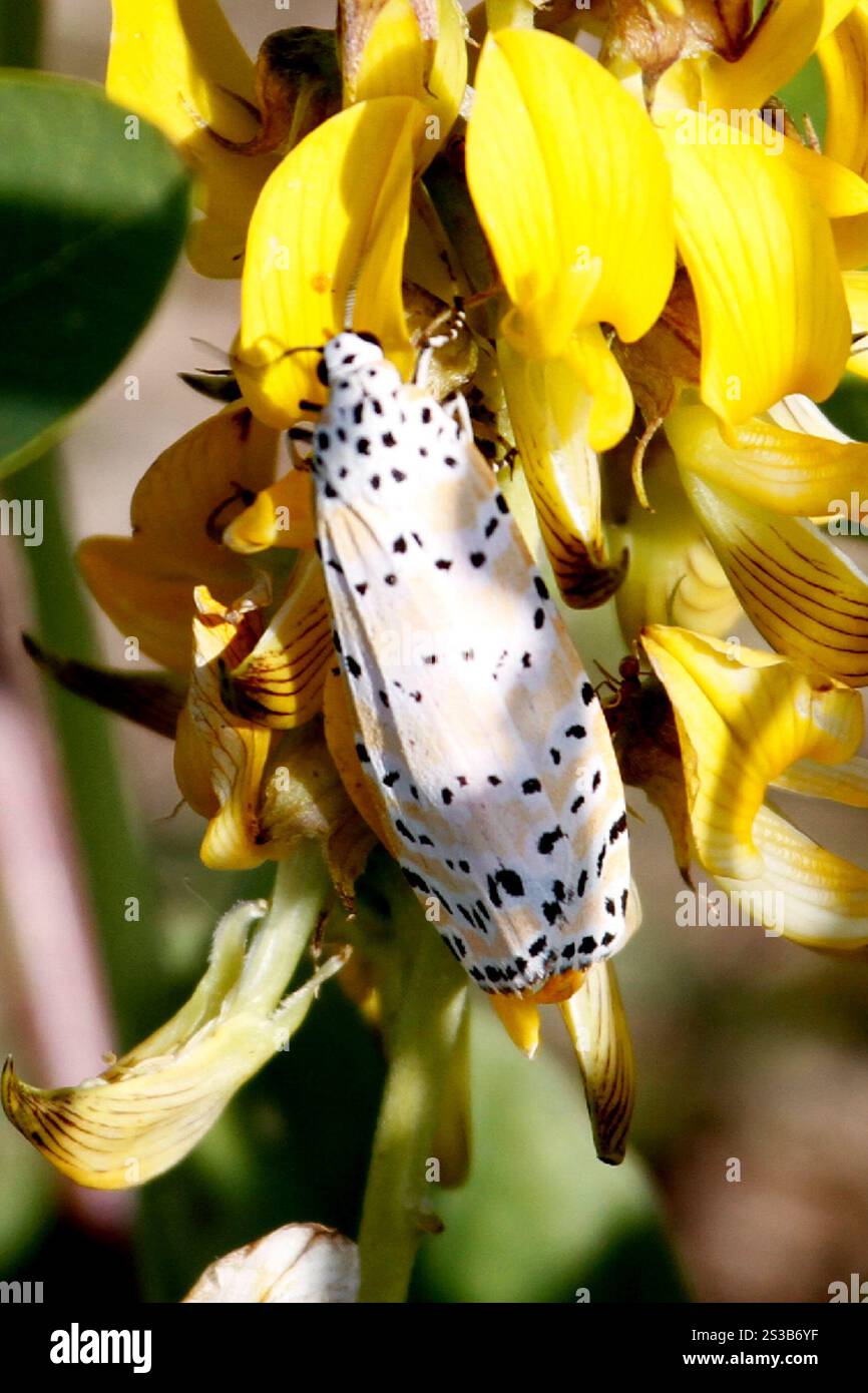 Ornate Bella Moth (Utetheisa ornatrix Stock Photo - Alamy