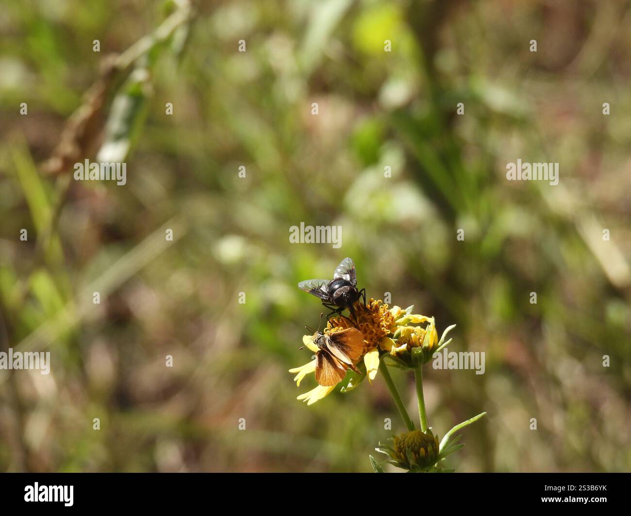 Mexican Cactus Fly (Copestylum mexicanum Stock Photo - Alamy