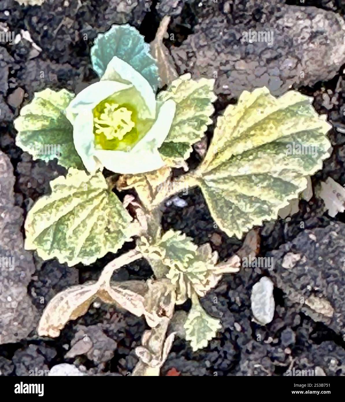 alkali mallow (Malvella leprosa Stock Photo - Alamy