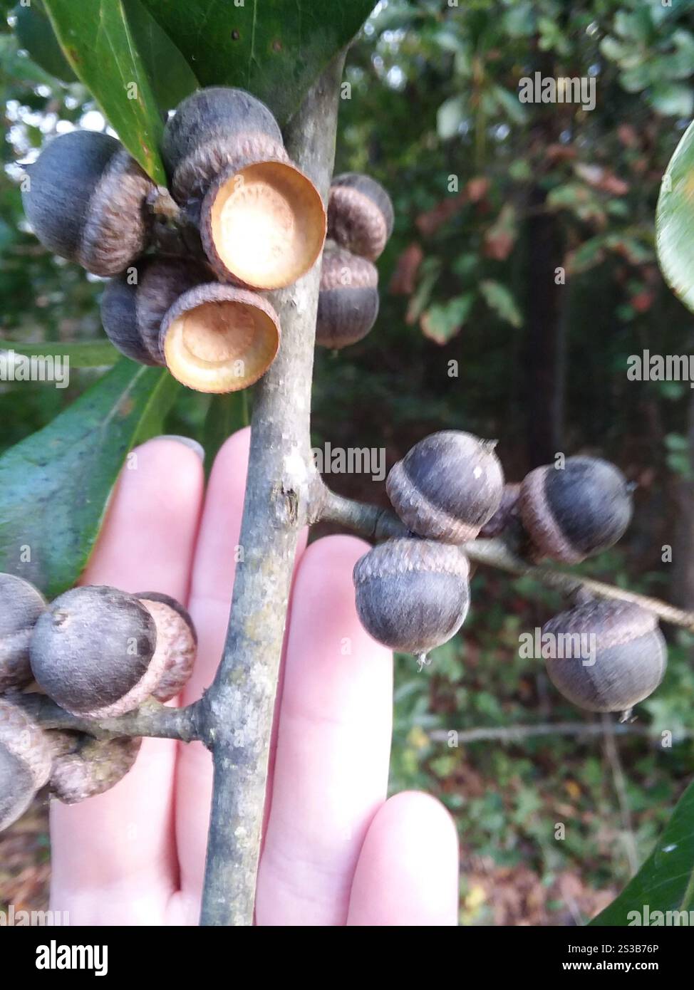 water oak (Quercus nigra Stock Photo - Alamy