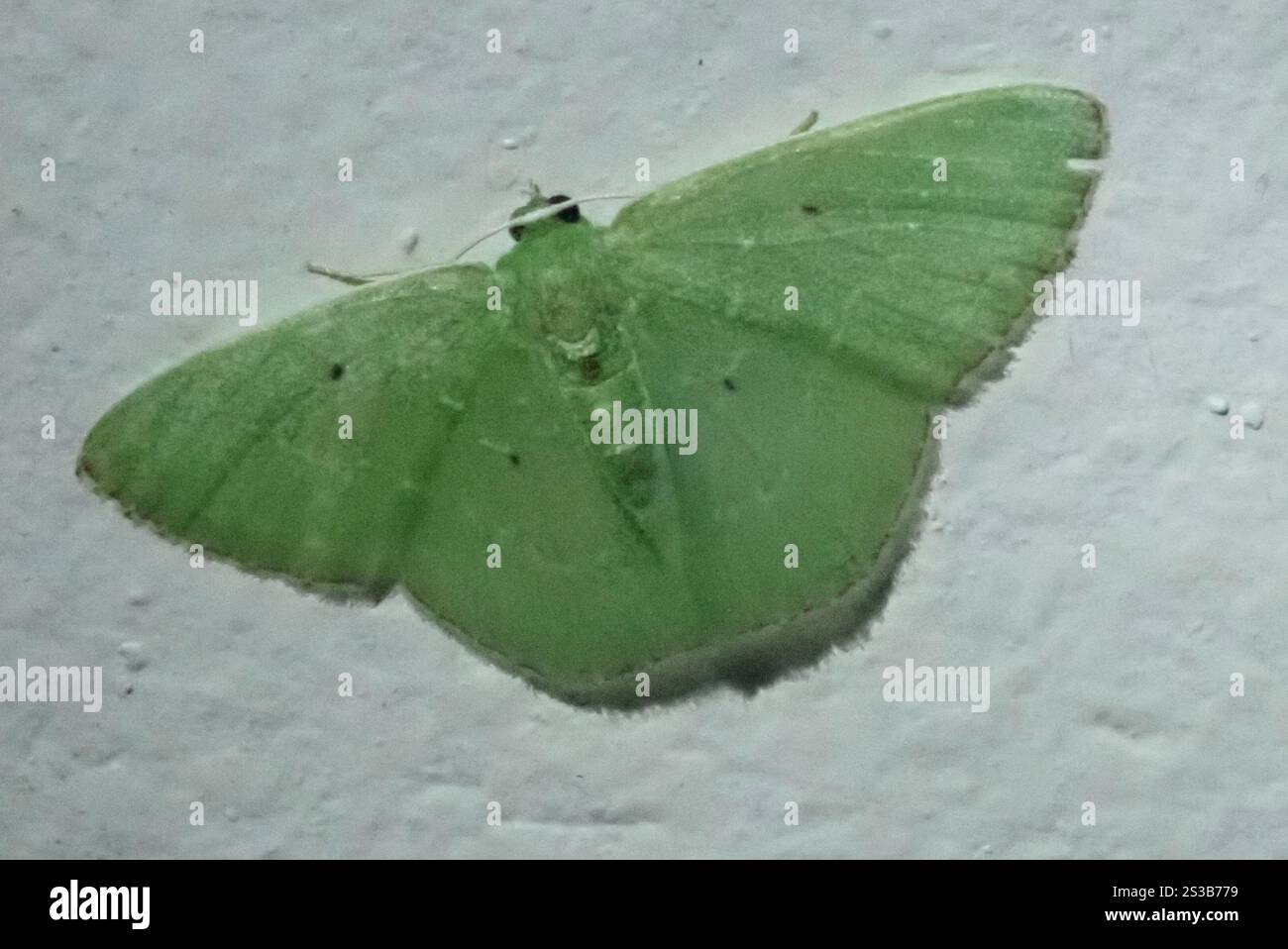 Emerald Moths (Geometrinae Stock Photo - Alamy