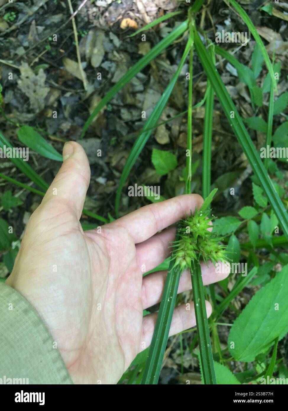 hop sedge (Carex lupulina Stock Photo - Alamy