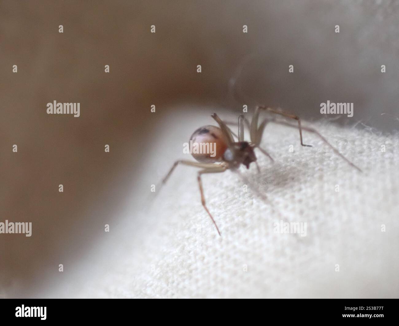 Sheetweb and Dwarf Weavers (Linyphiidae Stock Photo - Alamy