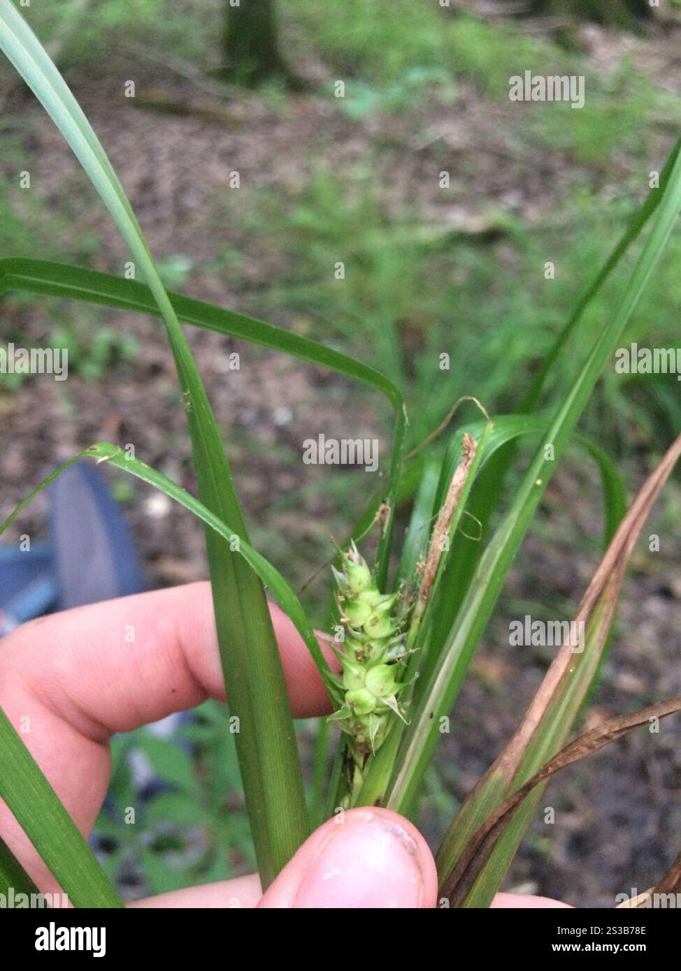 hop sedge (Carex lupulina Stock Photo - Alamy