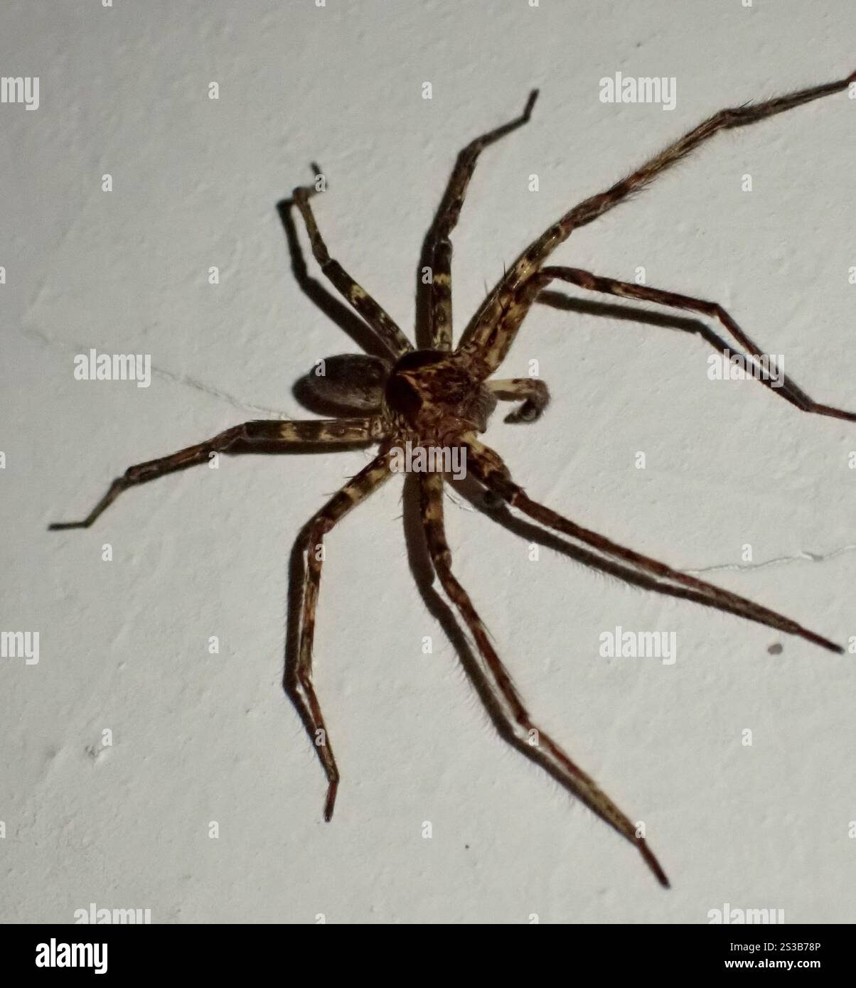 Pantropical Huntsman Spider (Heteropoda venatoria Stock Photo - Alamy