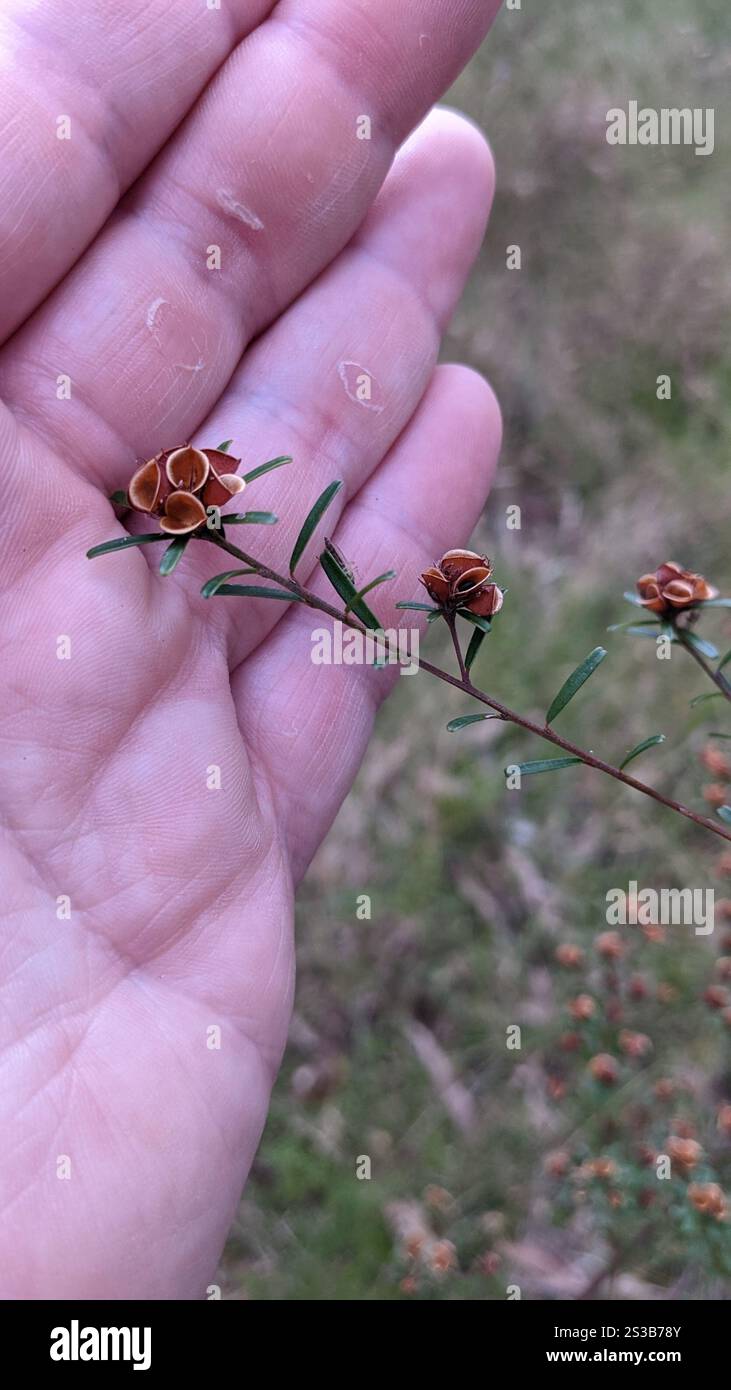 Notched Bush-pea (Pultenaea retusa Stock Photo - Alamy