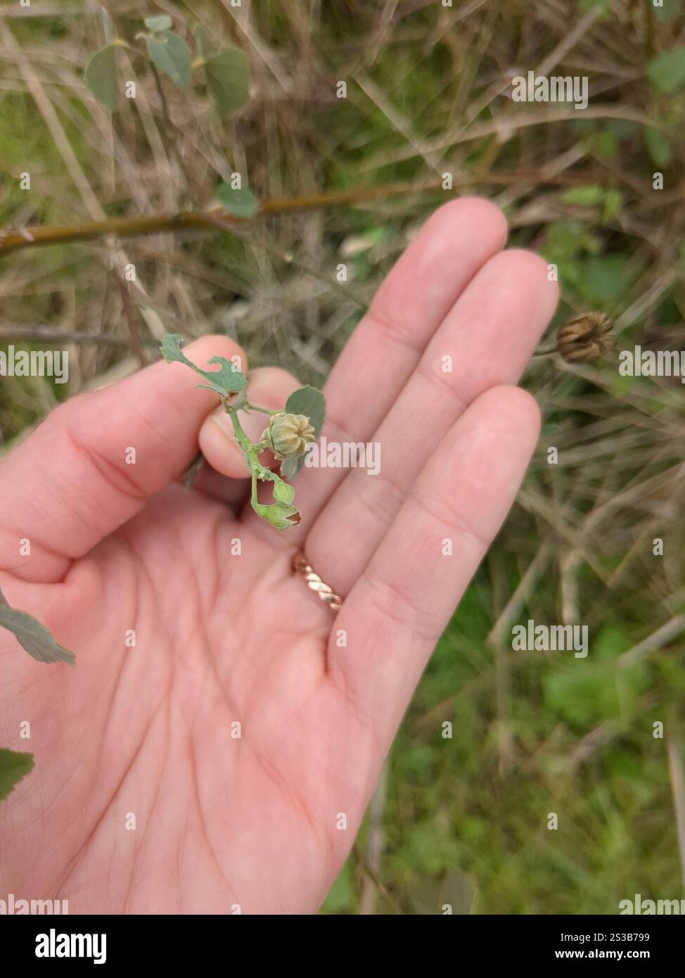 sweet Indian Mallow (Abutilon fruticosum Stock Photo - Alamy