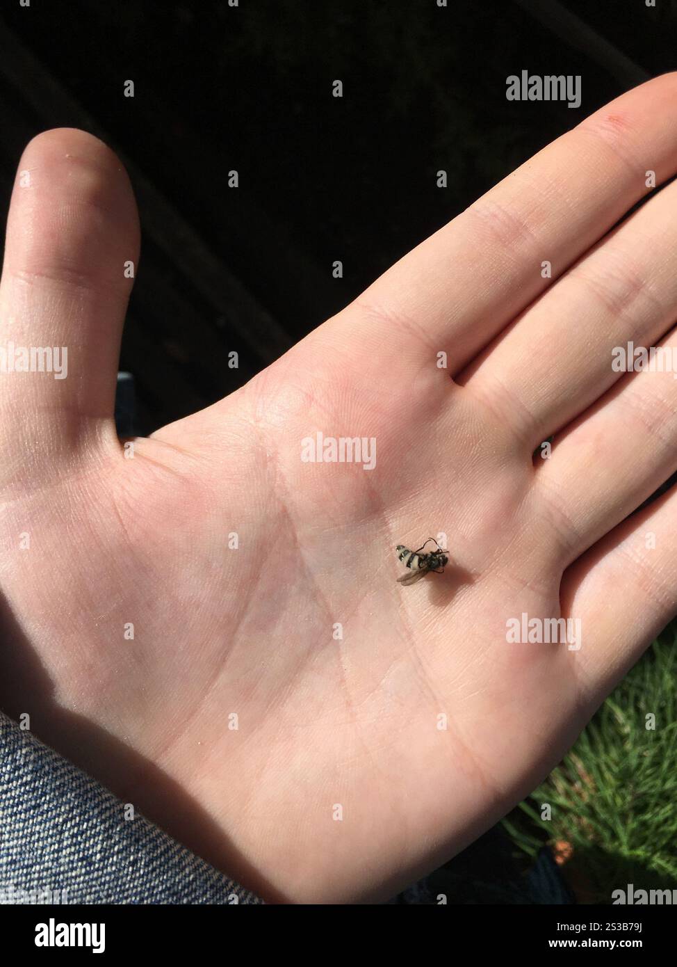Fly Death Fungi (Entomophthora muscae Stock Photo - Alamy