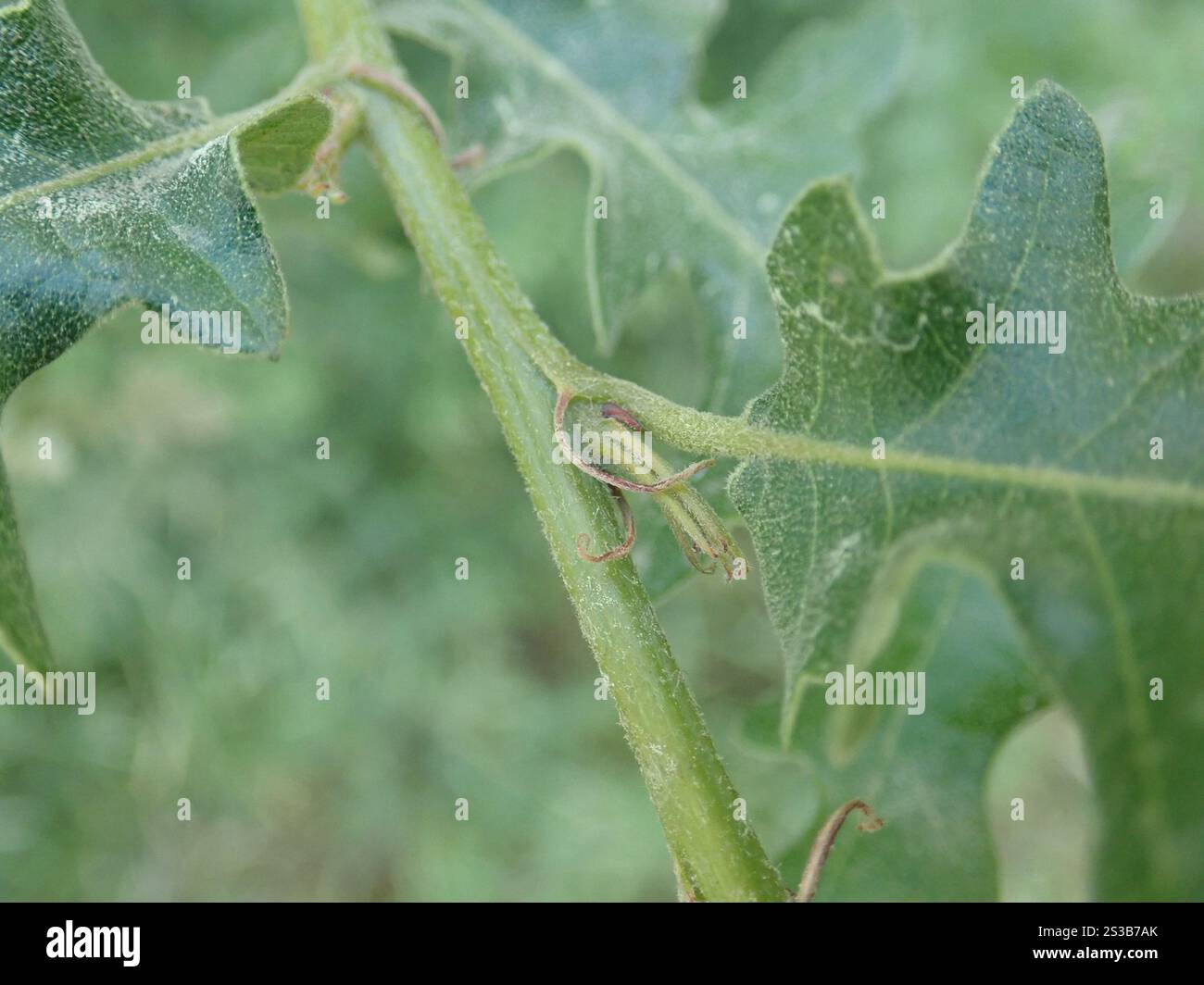Turkey Oak (Quercus cerris Stock Photo - Alamy