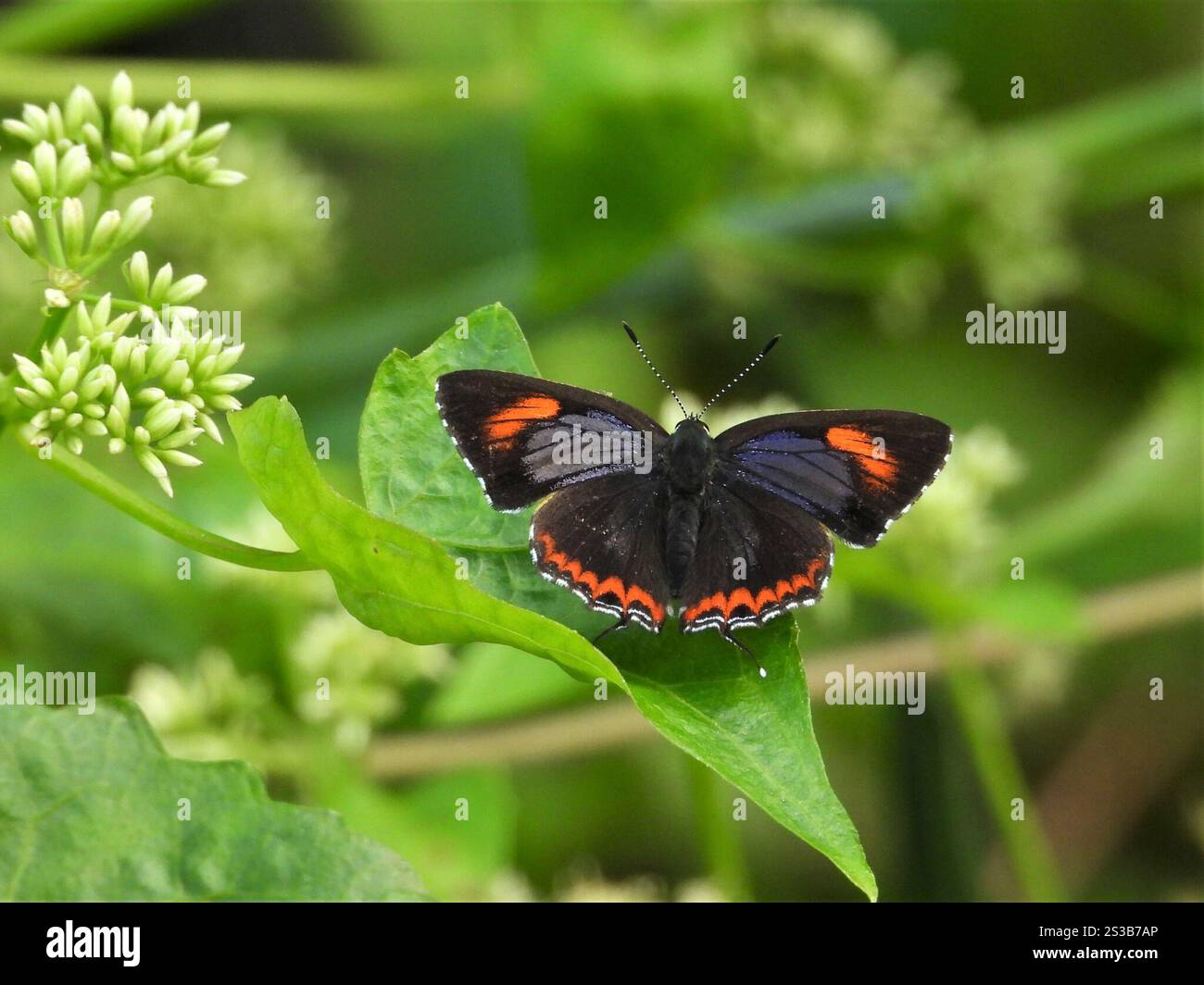 Heliophorus epicles hi-res stock photography and images - Alamy