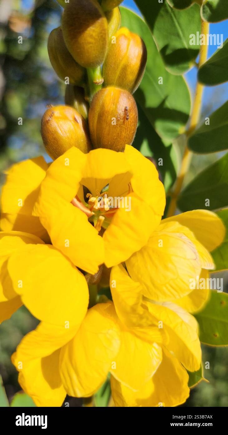 Peanut-Butter Cassia (Senna didymobotrya Stock Photo - Alamy